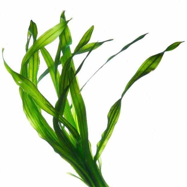 Glicerinski biljni ekstrakti : Algae Extract