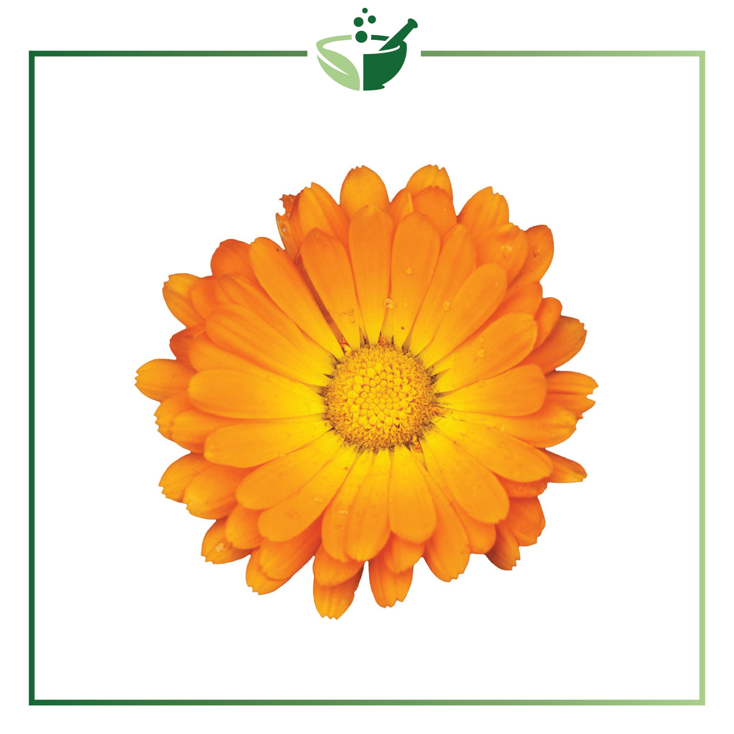 Biljni ekstrakti u pulvisu: Calendula Powder