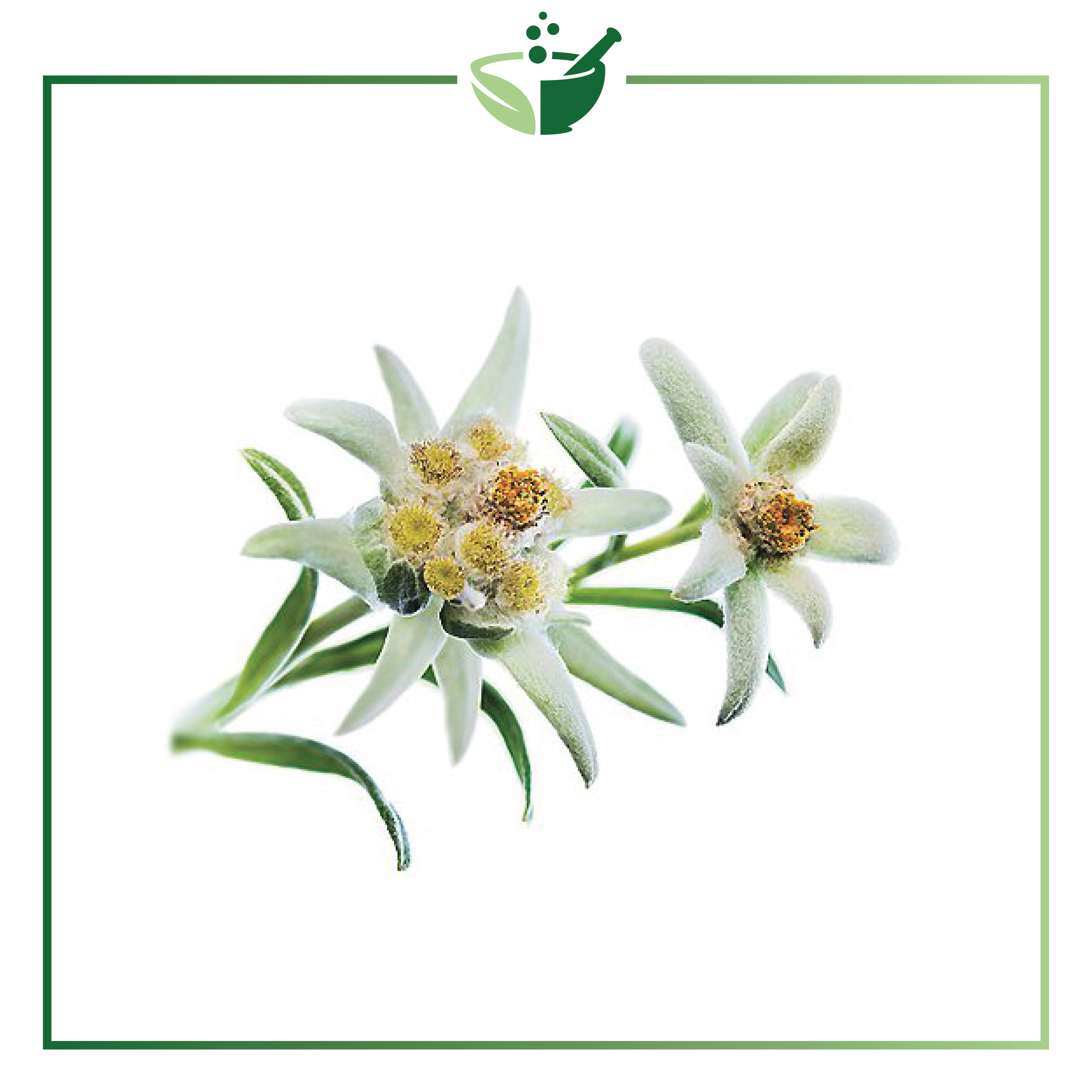 Biljni ekstrakti u pulvisu: Edelweiss Flower Powder