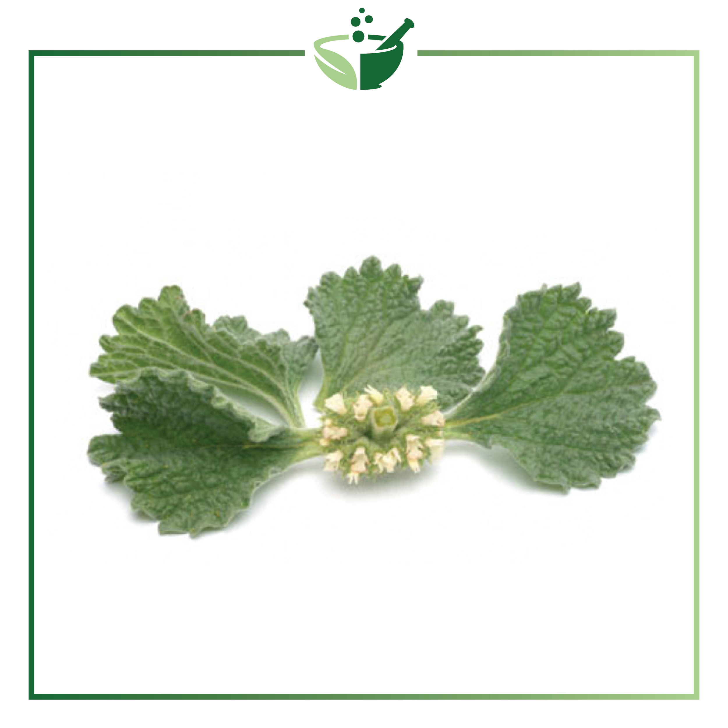 Biljni ekstrakti u pulvisu: Marrubium Powder