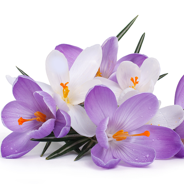 Kozmetička mirisna ulja (Fragnance Oils) : Poison Crocus Fragrance Oil