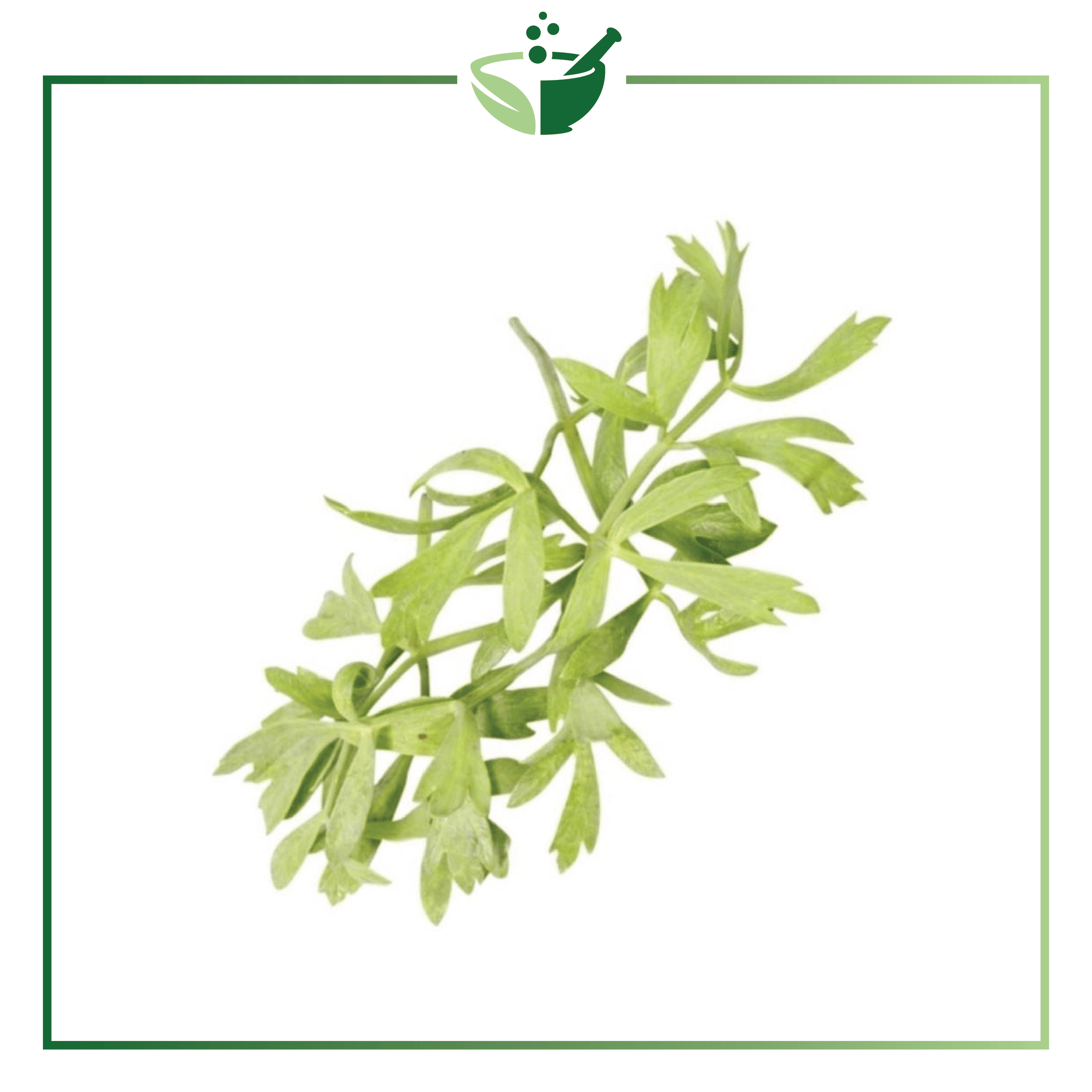 Biljni ekstrakti u pulvisu: Sea Fennel Powder